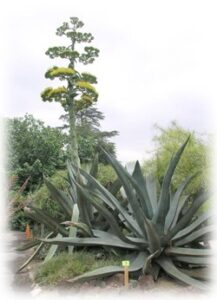 Las maravillas del maguey - Revista Agrícola. TecnoAgro